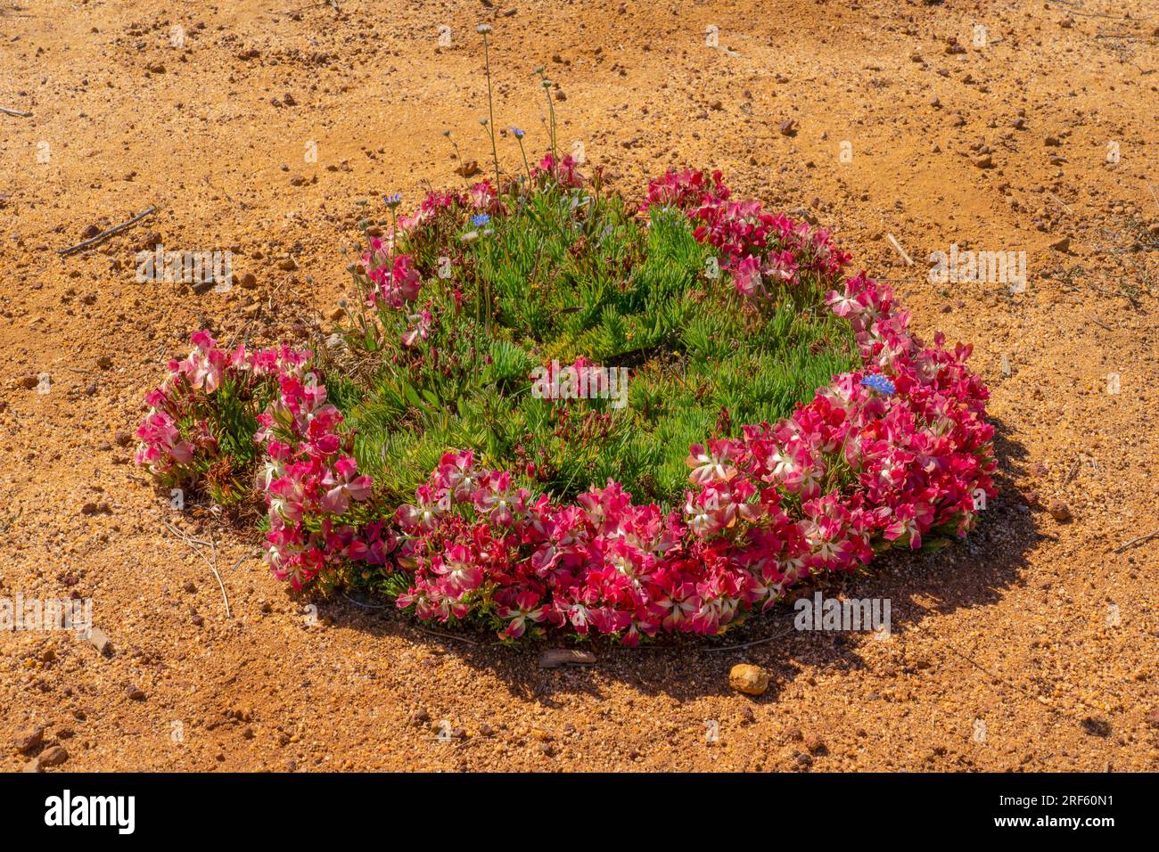 Wreath Lechenaultia (Lechenaultia macrantha), Pindar, WA Stock Photo ...