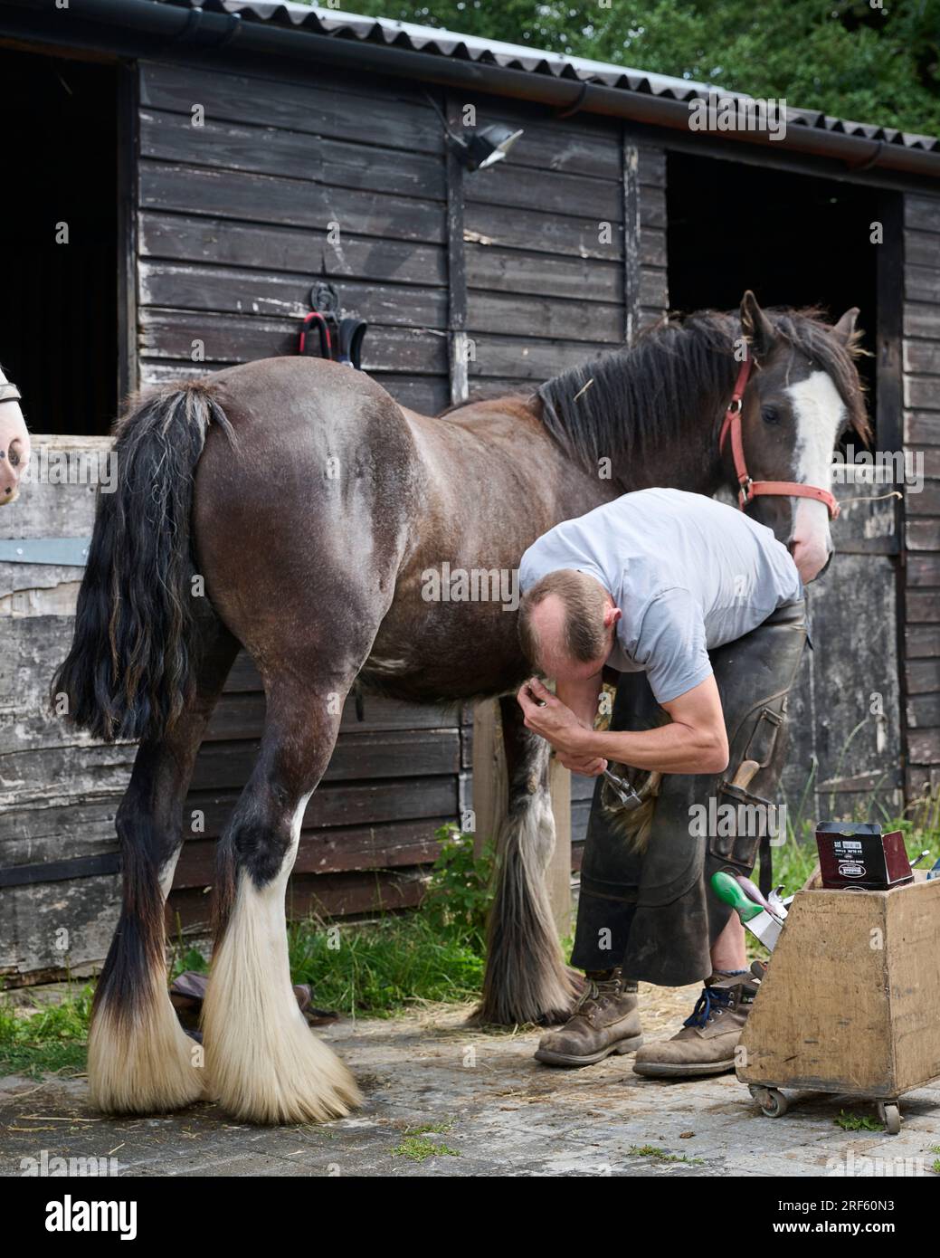 A farrier shoeing a horse Stock Photo - Alamy