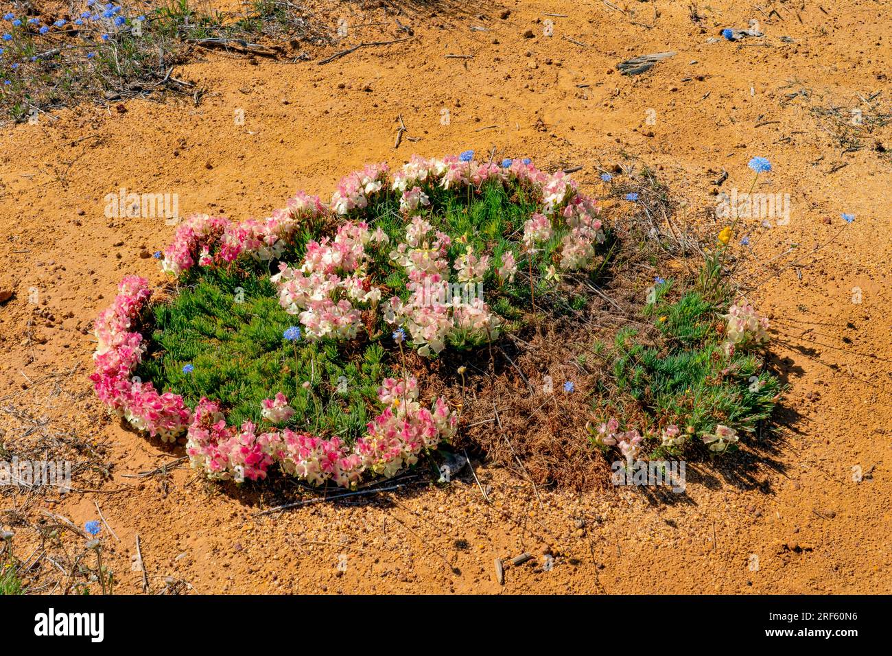 Wreath Lechenaultia (Lechenaultia macrantha), Pindar, WA Stock Photo ...