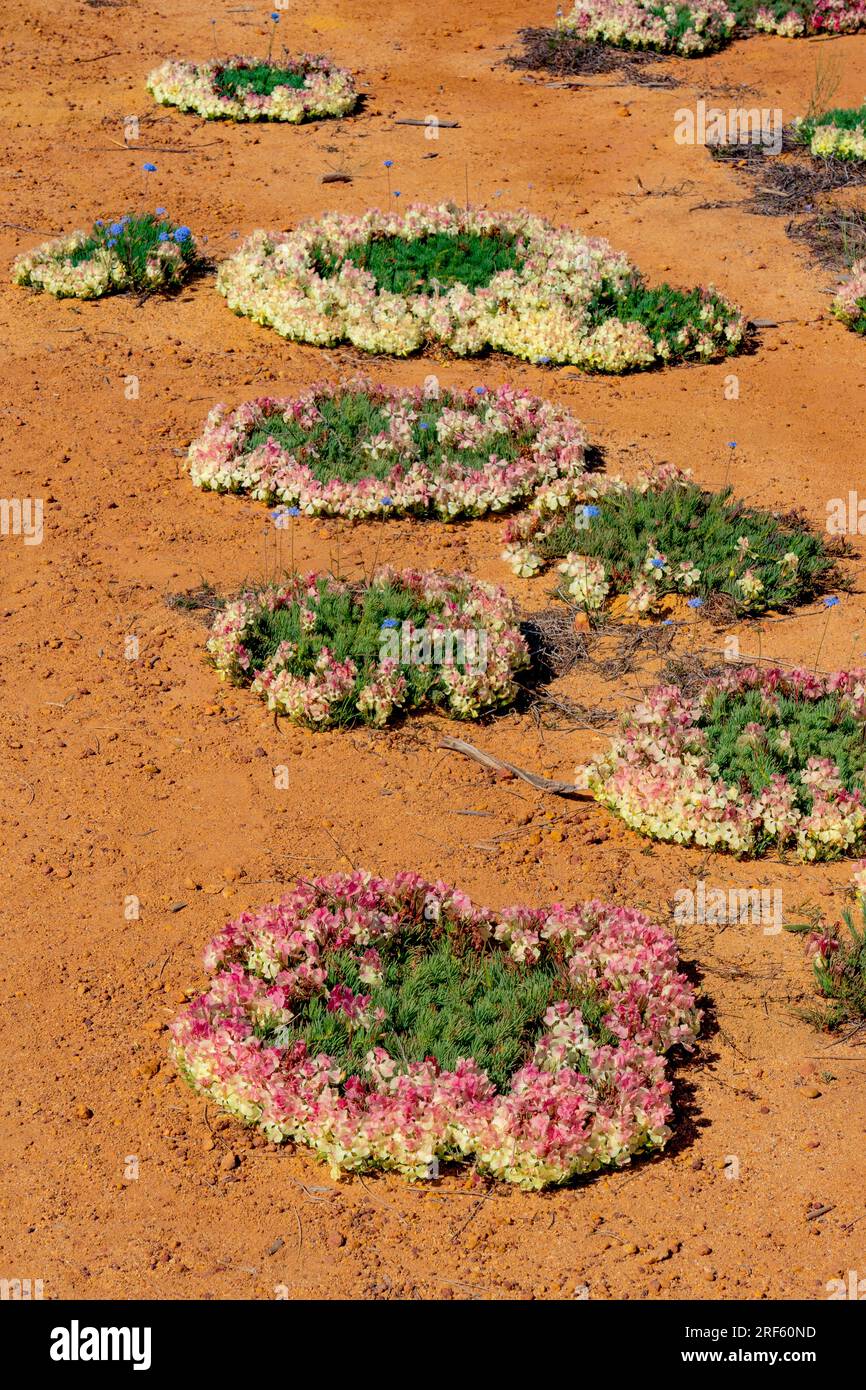 Wreath Lechenaultia (Lechenaultia macrantha), Pindar, WA Stock Photo ...