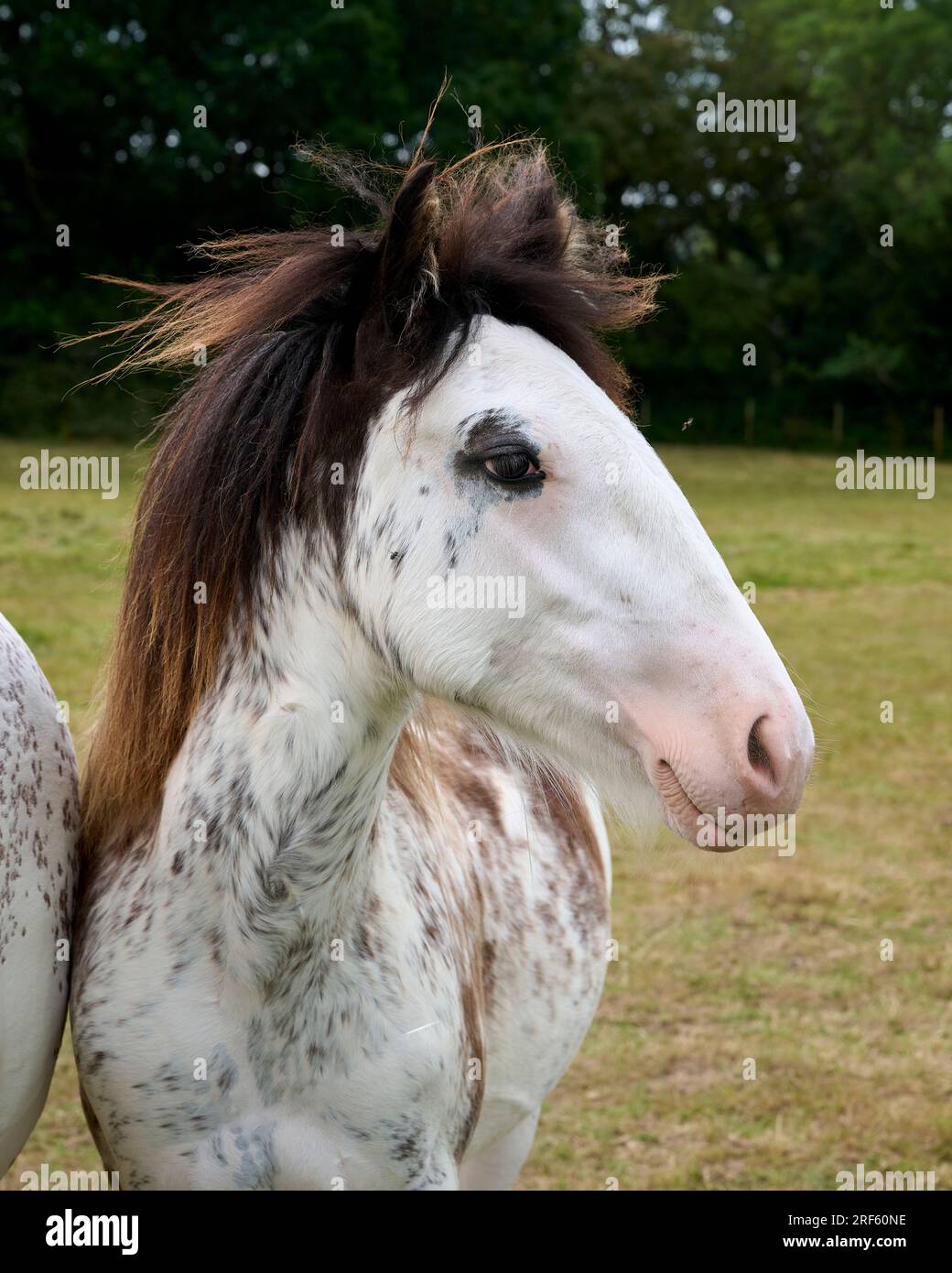 White gypsy stallion hi-res stock photography and images - Alamy