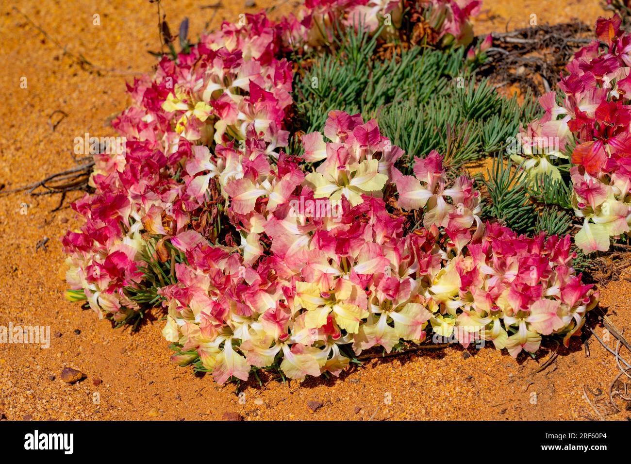 Wreath Lechenaultia (Lechenaultia macrantha), Pindar, WA Stock Photo ...