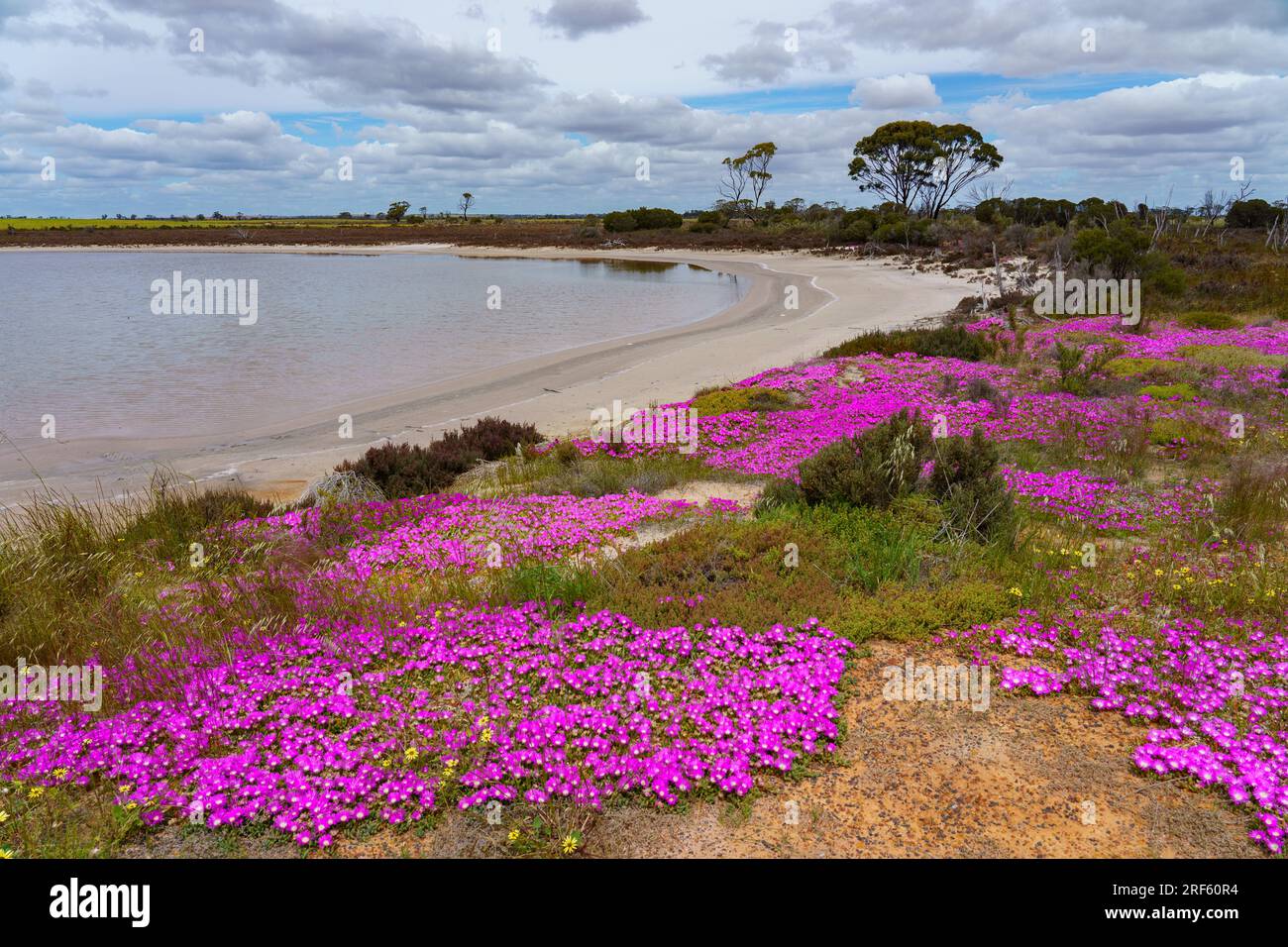 Native pigface hi-res stock photography and images - Alamy