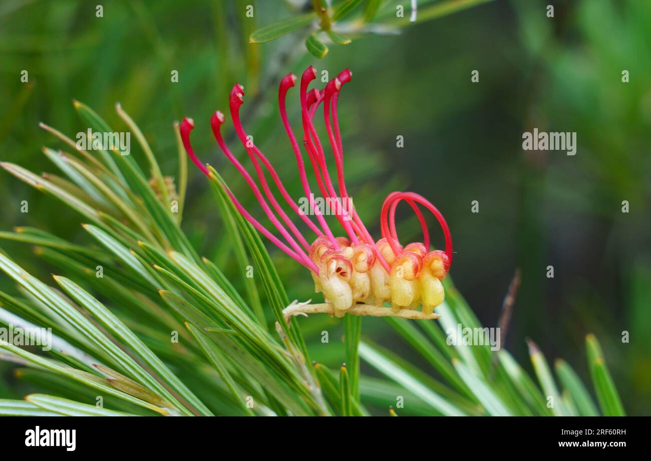 Red toothbrush Grevillea (Grevillea cagiana), Cape le Grand, Esperance ...
