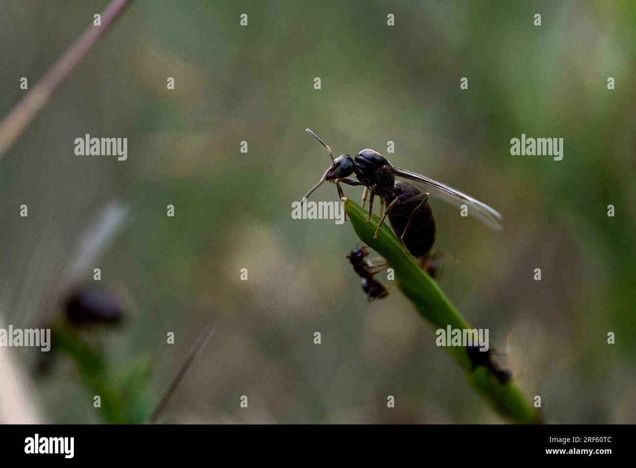 Flying ants hi-res stock photography and images - Alamy