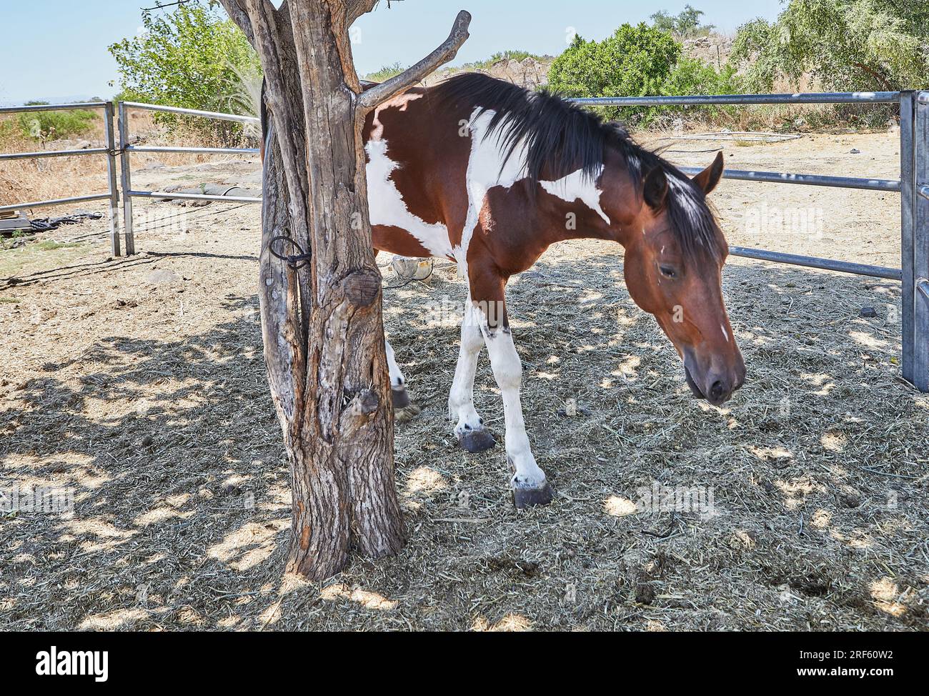 Horse in paddock in nature near tree Stock Photo - Alamy
