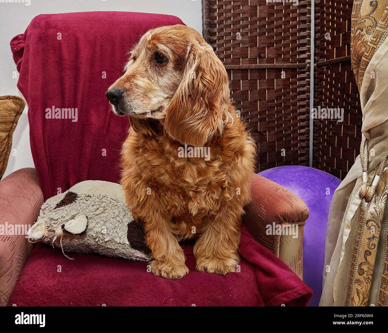 Classic Canine Relaxation English Cocker Spaniel on Vintage Armchair ...