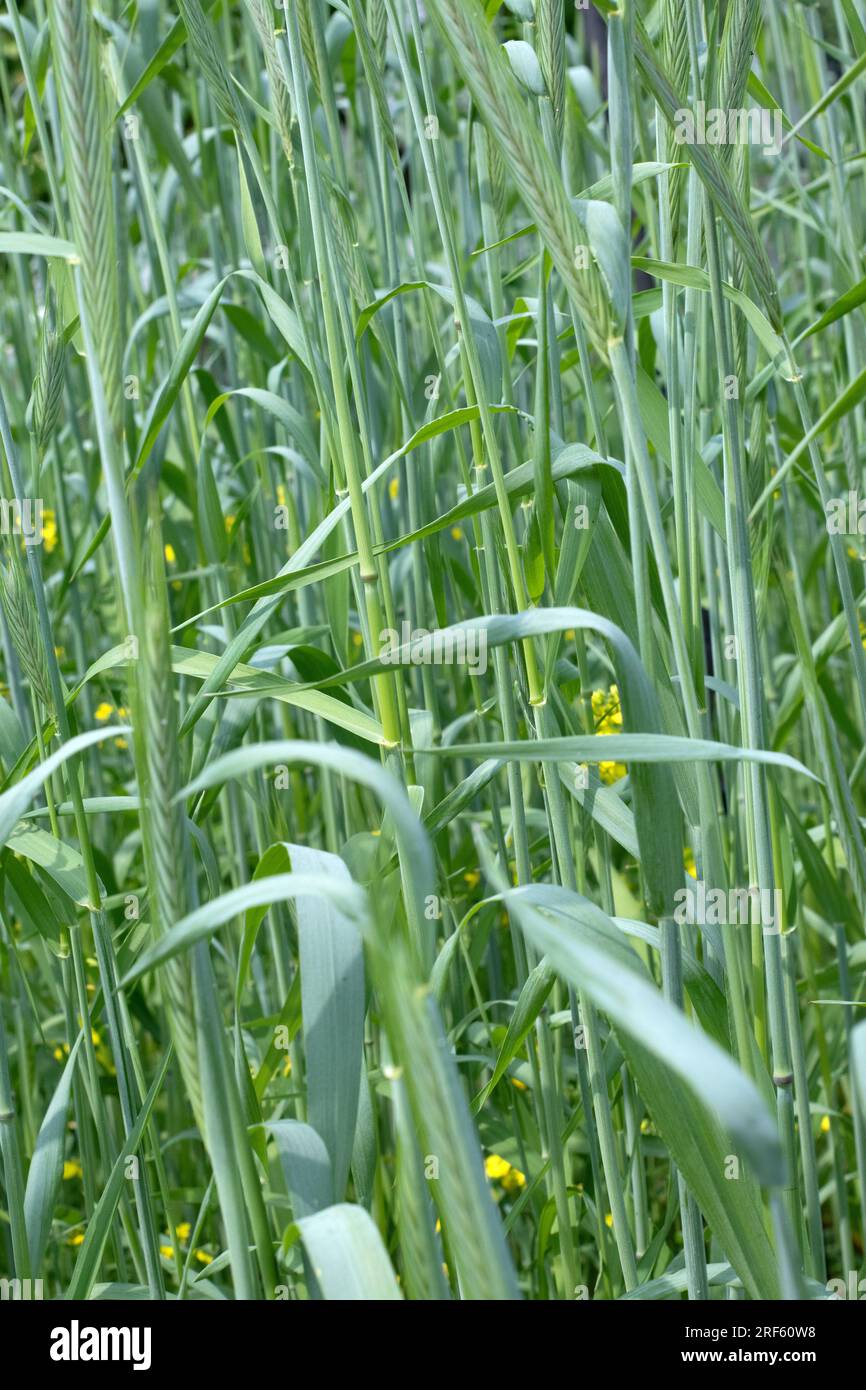 Summer field with grass and flowers, artistic partial focus and blurred ...