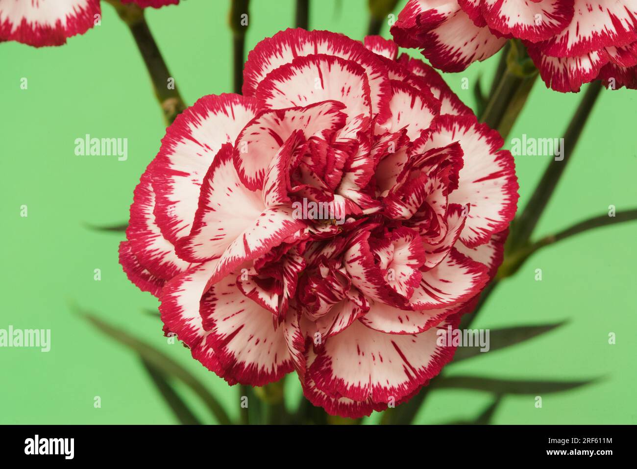 Colorful carnation flora still life beauty. Eye catching patterns ...