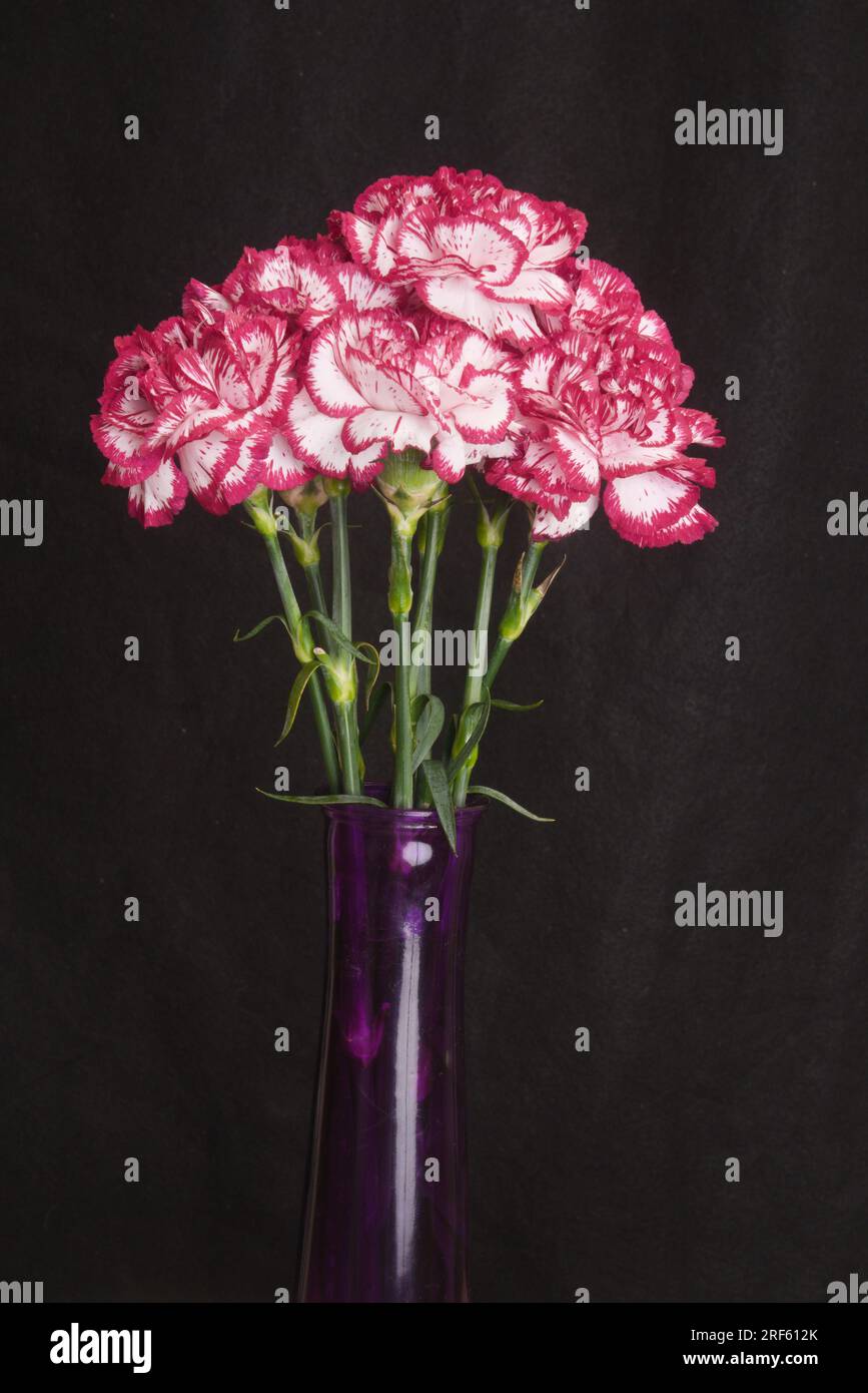 Colorful carnation flora still life beauty. Eye catching patterns ...