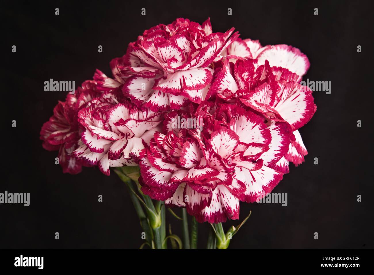 Colorful carnation flora still life beauty. Eye catching patterns ...