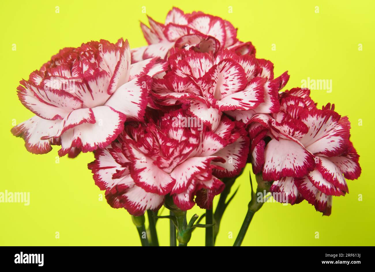 Colorful carnation flora still life beauty. Eye catching patterns ...