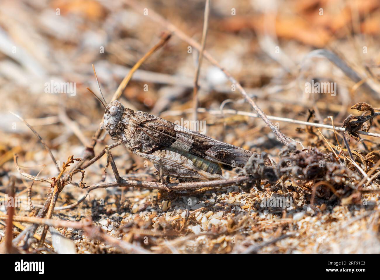 Large grasshopper camouflaged in dry grass Stock Photo - Alamy