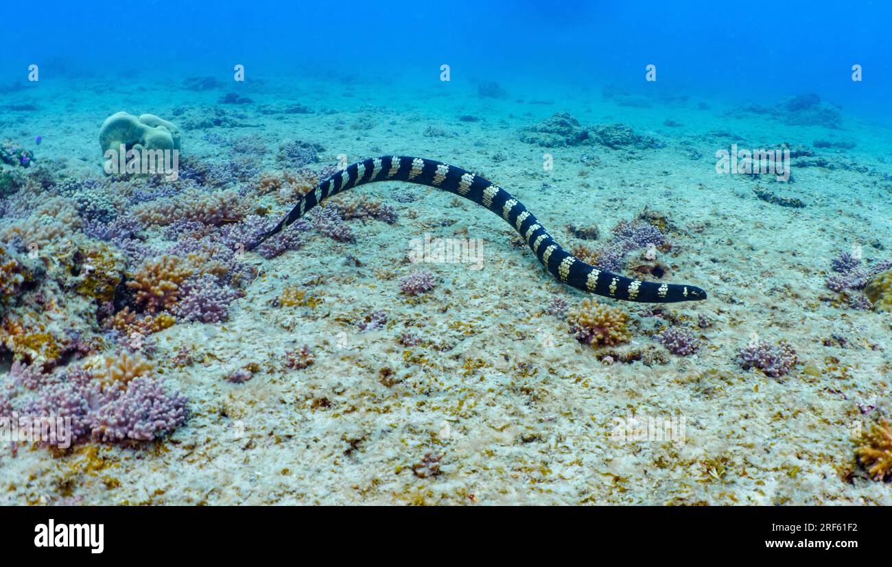Western Turtleheaded Sea Snake (emydocephalus orarius), [Rare Species ...