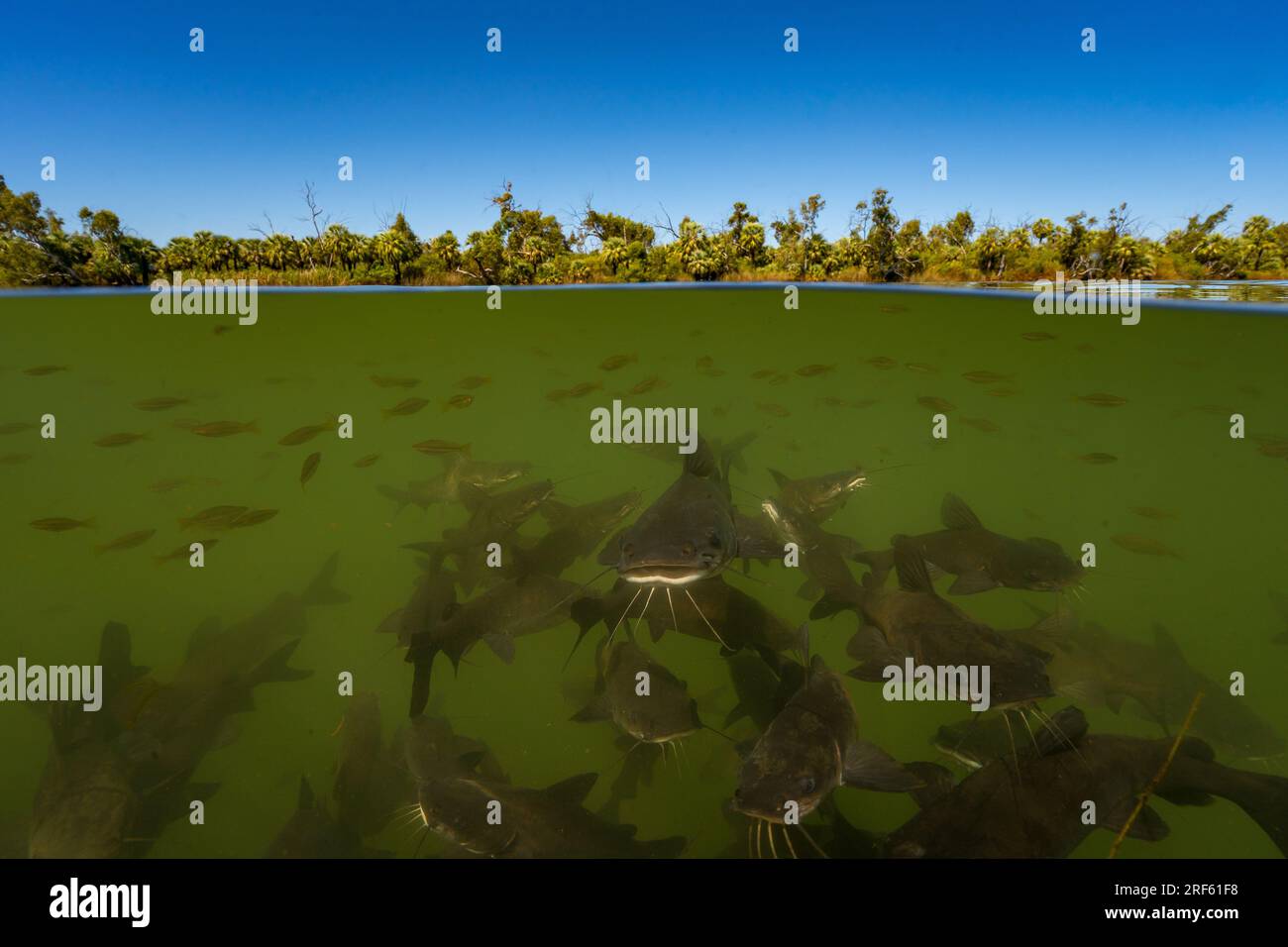 Freshwater Catfish (Neoarius graeffei), Fortesque Rv., Millstream ...