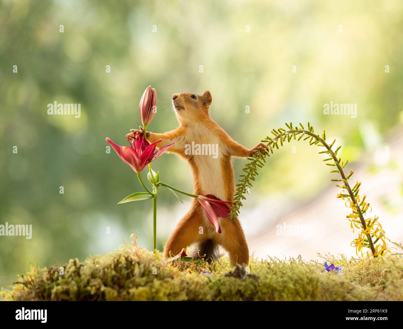 Jimmys bane hi-res stock photography and images - Alamy
