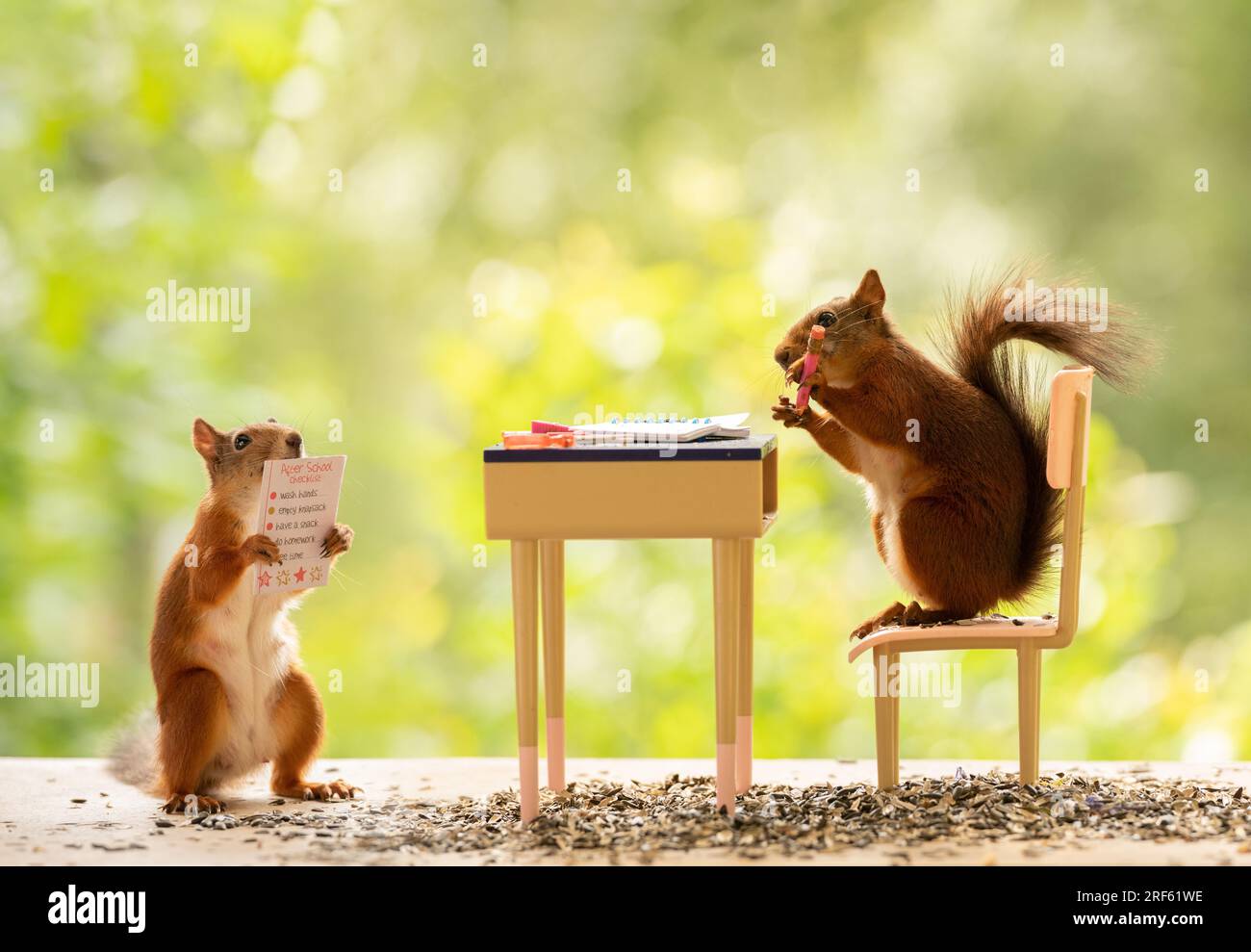 Red Squirrels with a desk and check list Stock Photo - Alamy
