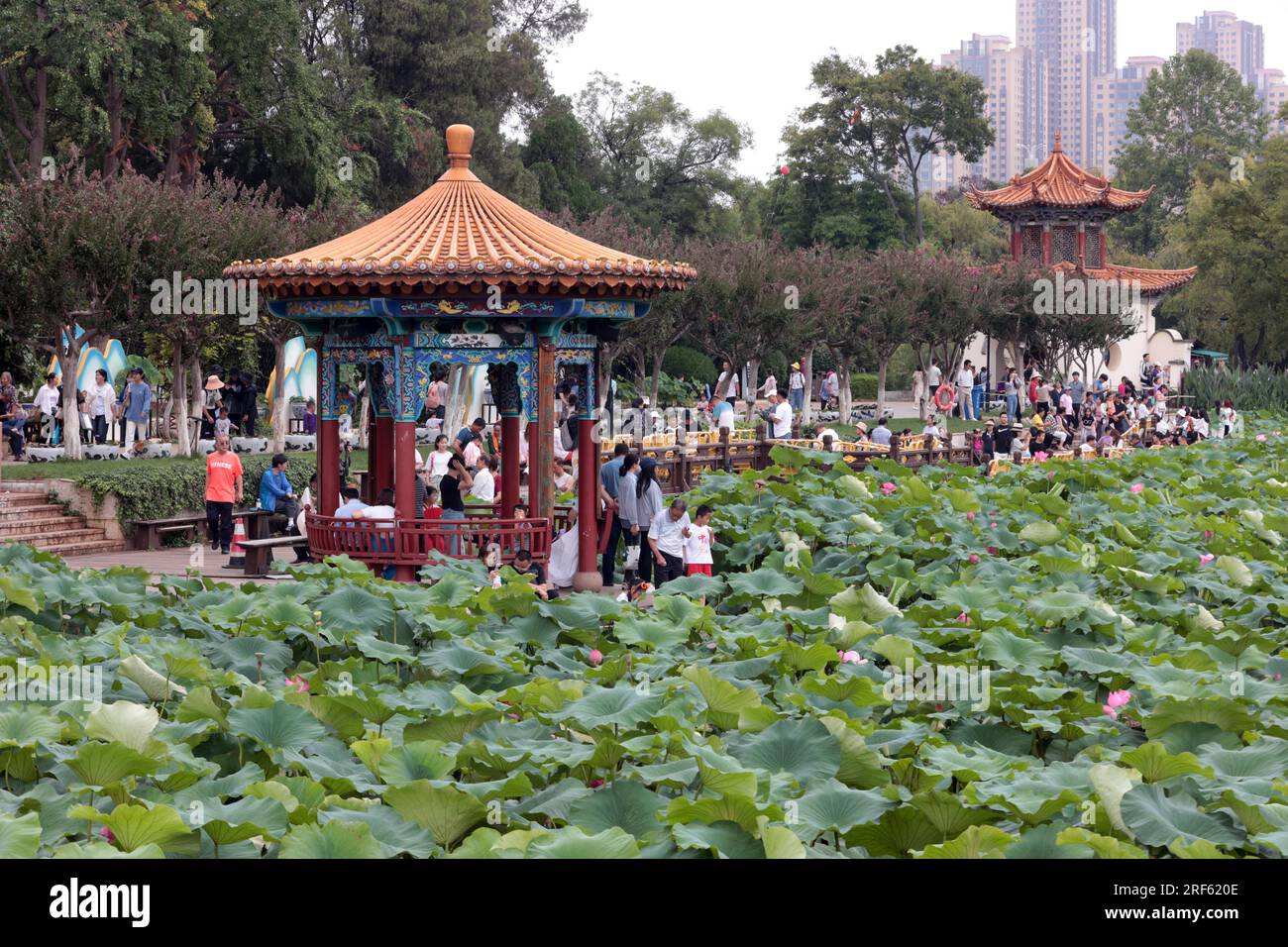 Blooming lotus flowers draw people in Kunming City, southwest China's ...