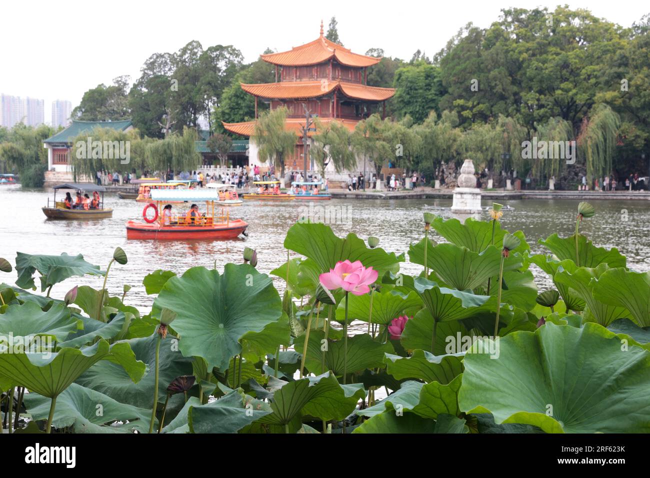 Blooming lotus flowers draw people in Kunming City, southwest China's ...