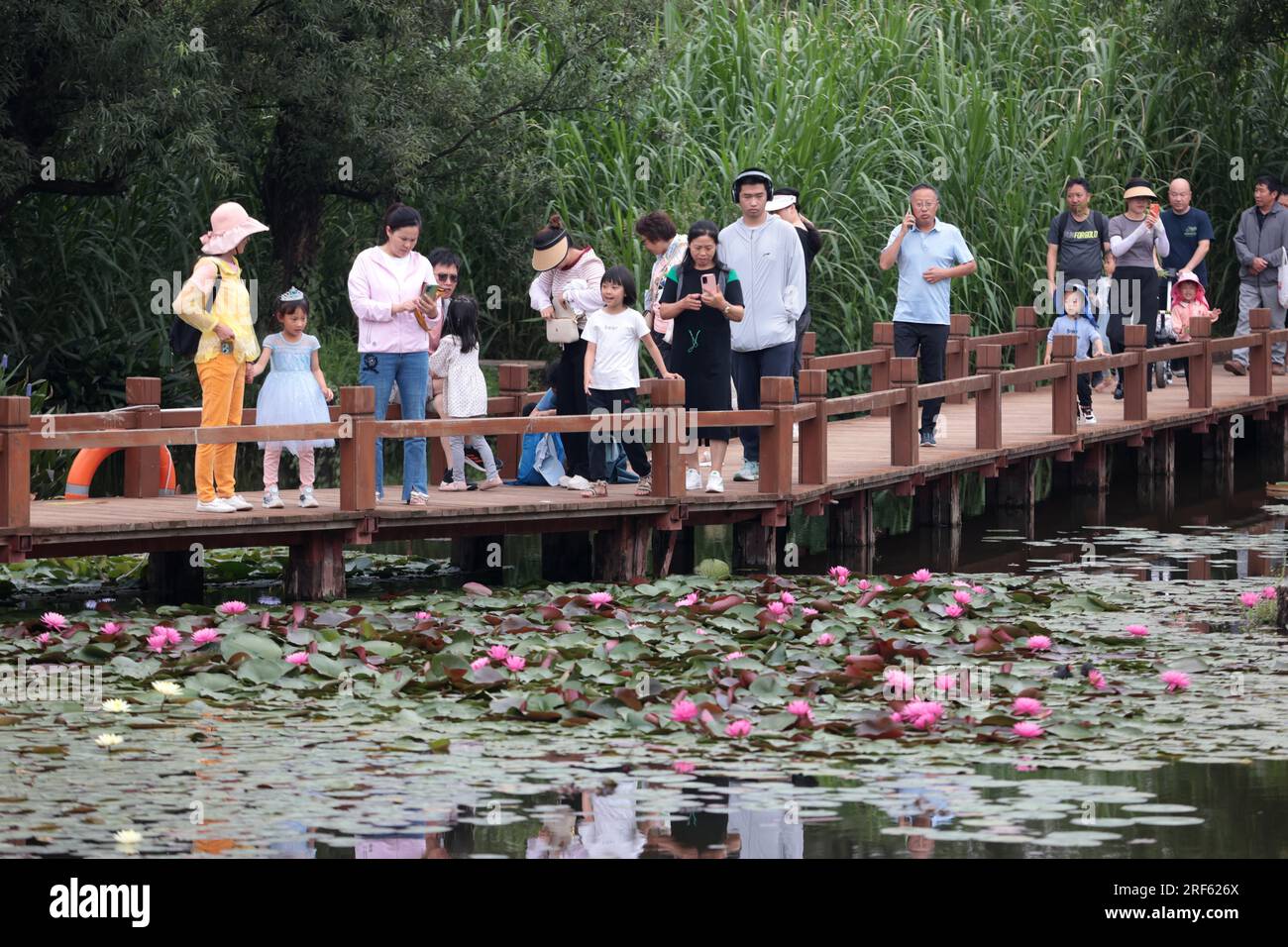 Blooming lotus flowers draw people in Kunming City, southwest China's ...