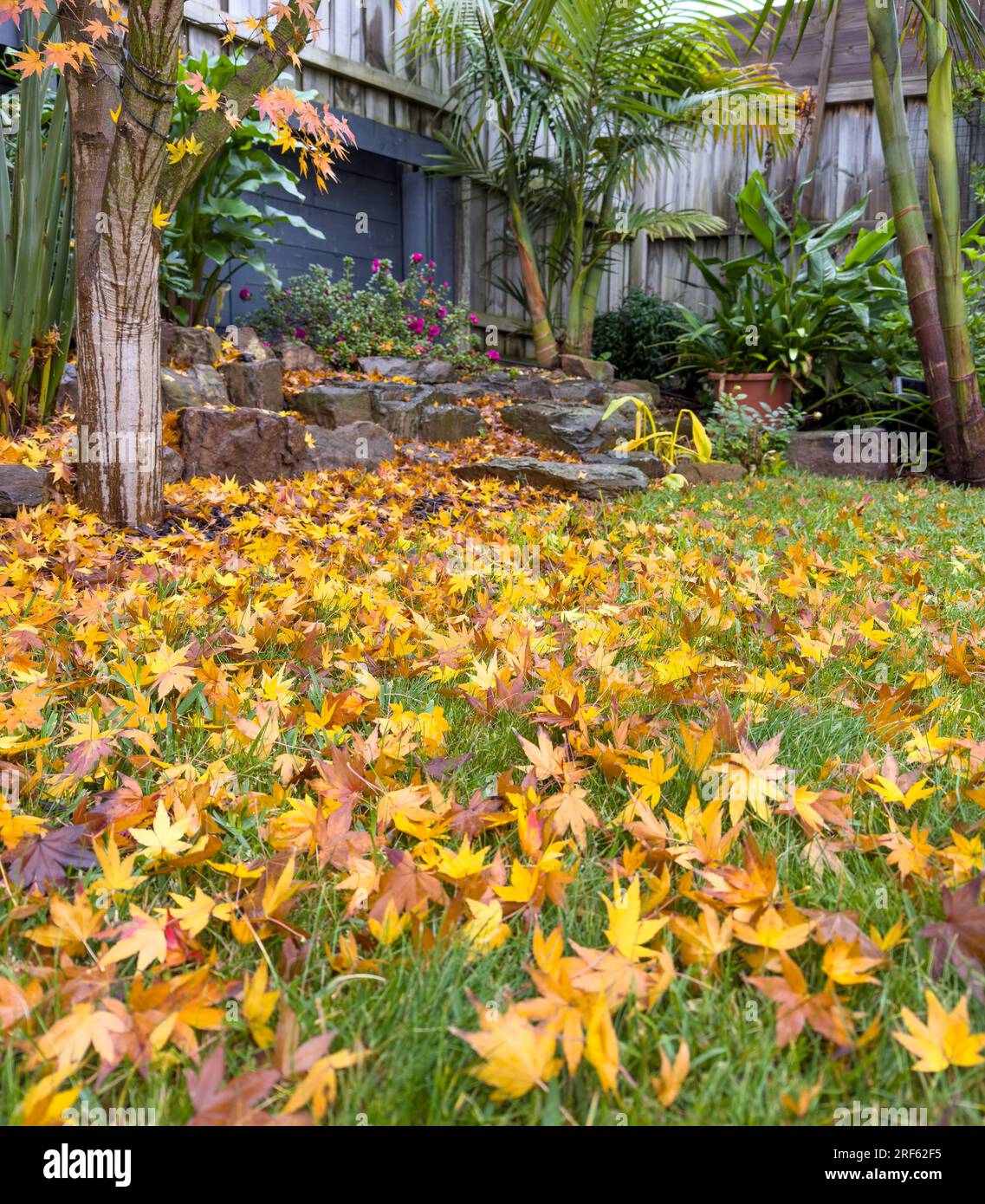 Golden green leaves landscape hi-res stock photography and images - Alamy