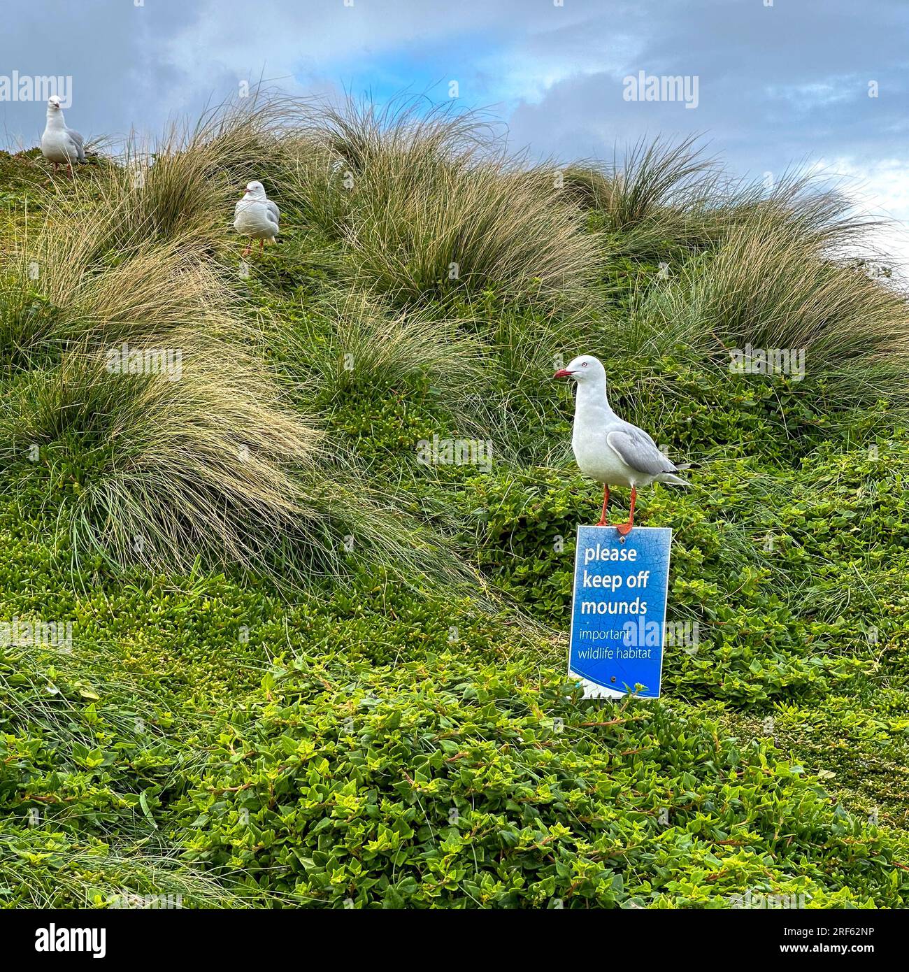 Seagull stands on a sign saying Please Keep Off Mounds due to wildlife ...