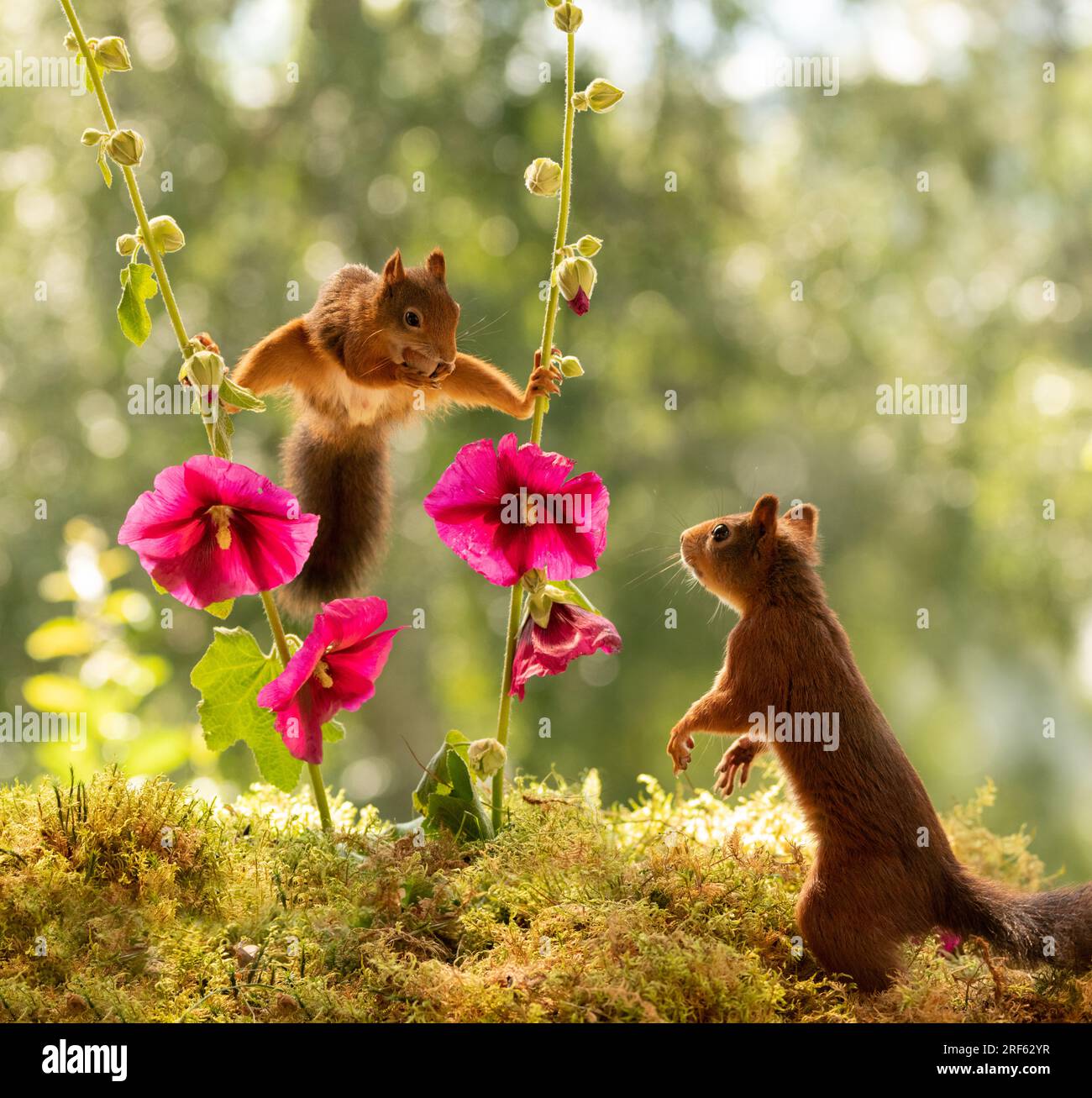 red squirrels standing between branches of red Hollyhock flowers Stock ...