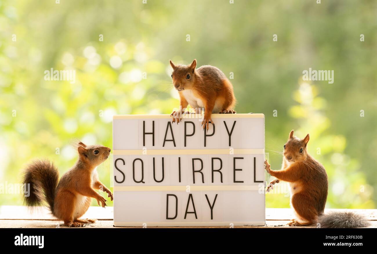 Happy Squirrel