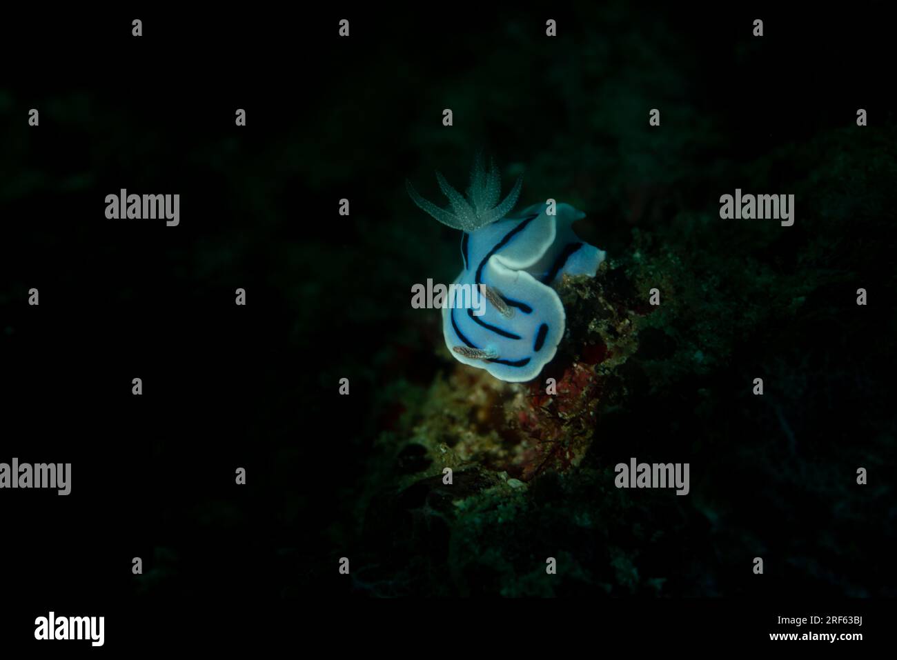 A single nudibranch on a coral reef isolated against black background ...