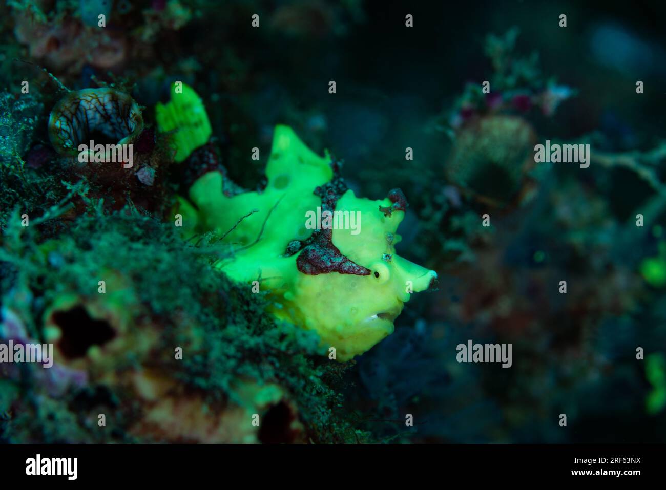 Small frogfish hi-res stock photography and images - Alamy