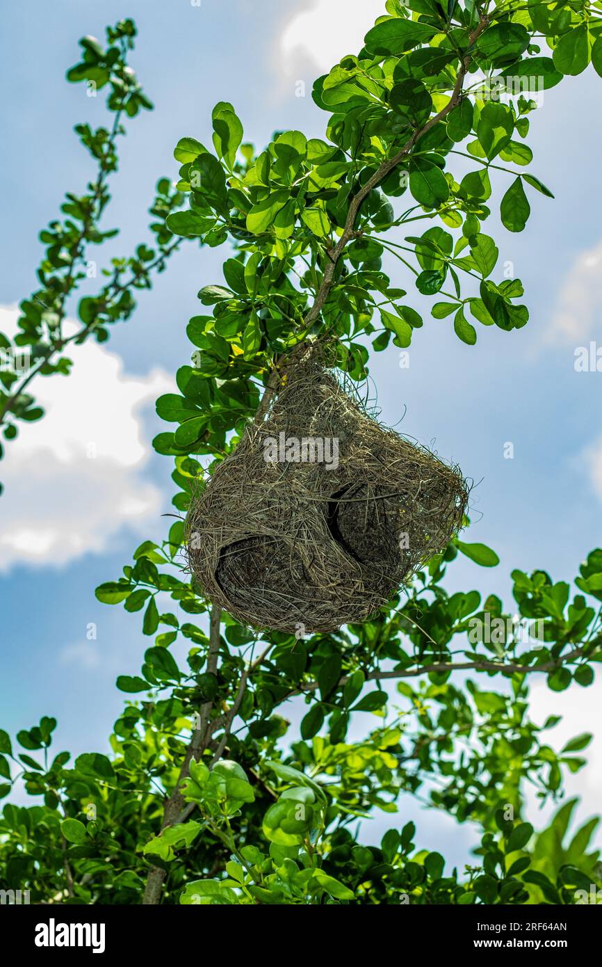 Weaver birds, mostly in Africa & Asia, most of which build intricately ...