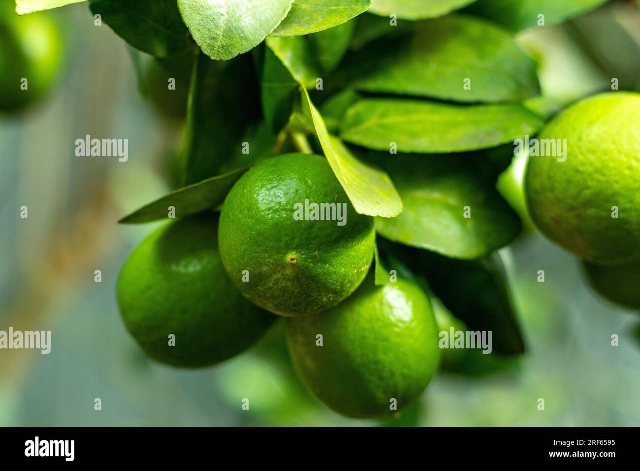 Raw Lemon juice is valued for its tart, tangy, and fresh flavor and is ...