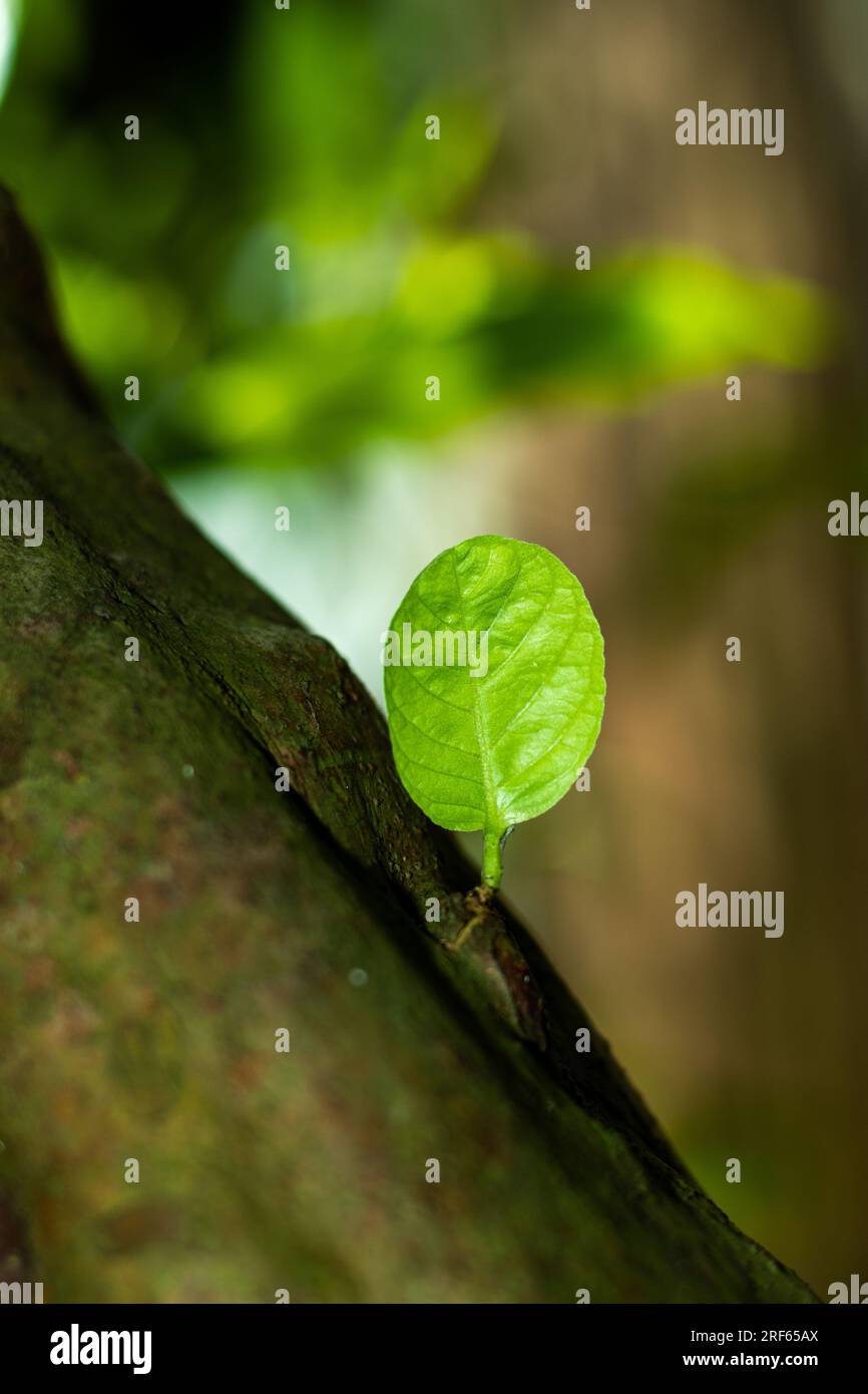 The small green leaves of a newly grown guava are growing alone, pure ...