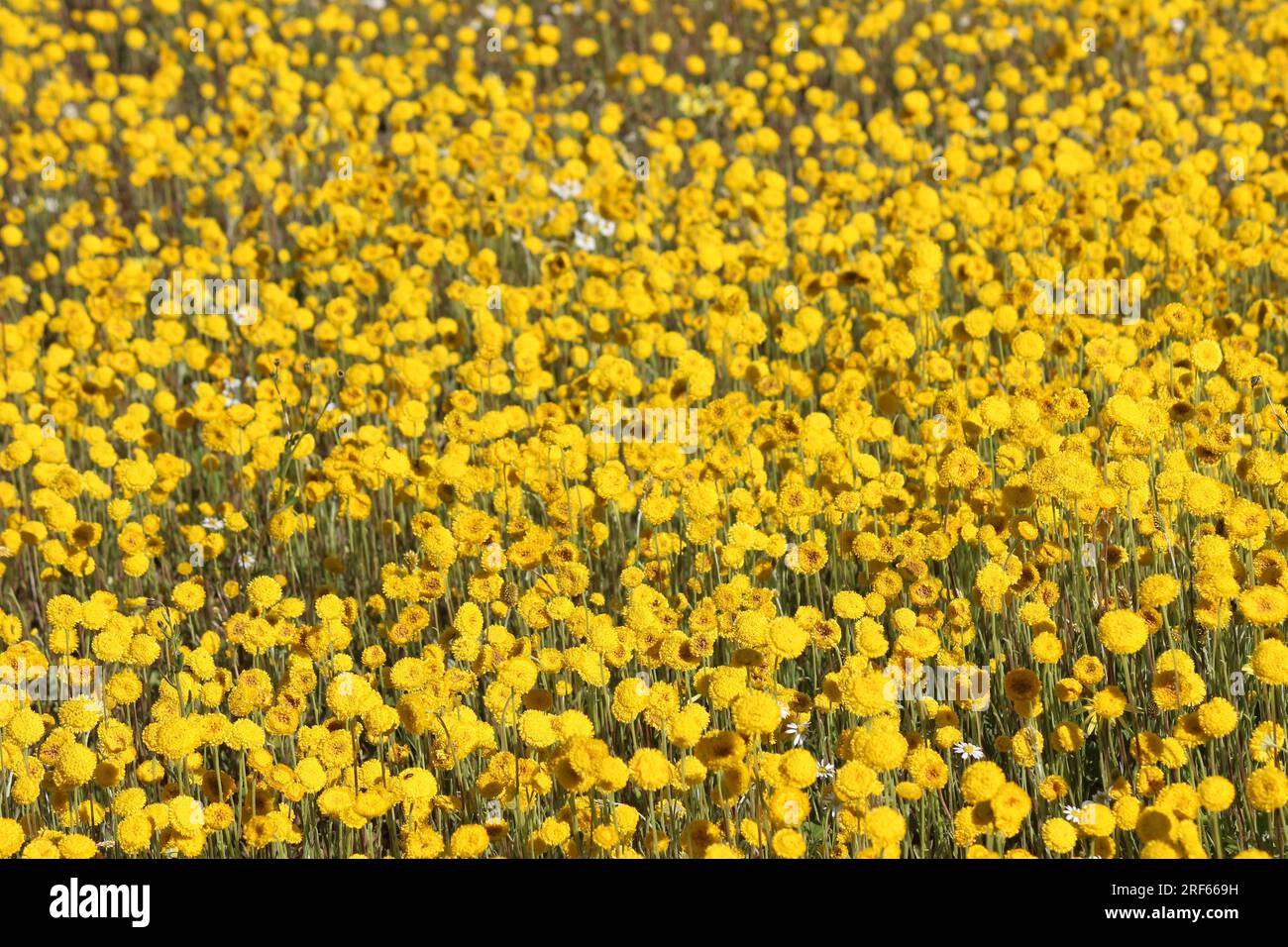Native flowers of the outback hi-res stock photography and images - Alamy