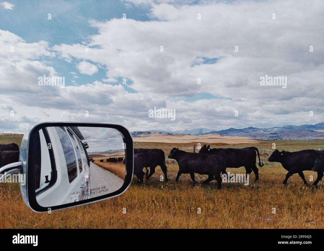 View from side view mirror from a van car vehicle overlooking a herd of ...