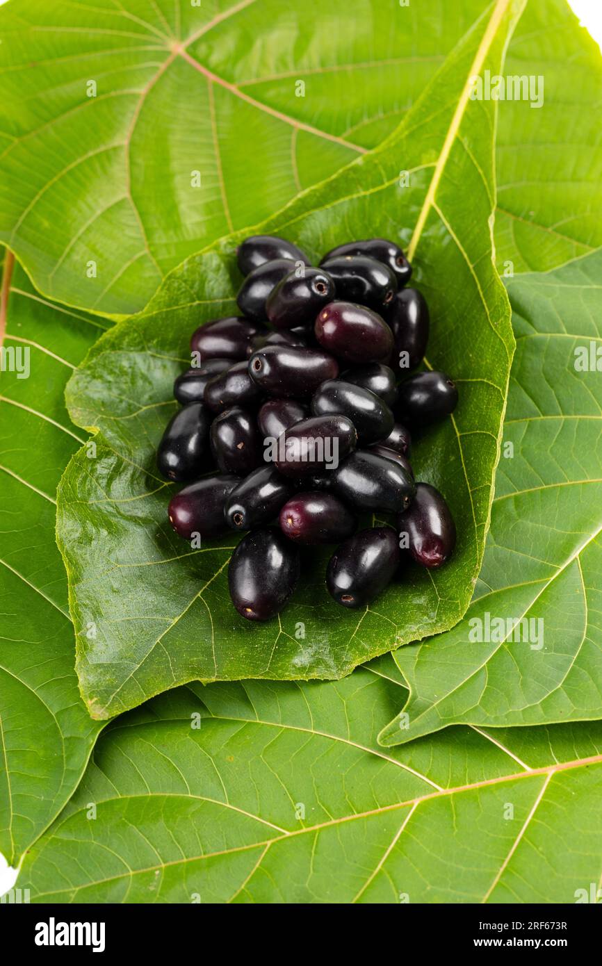 Indian Blackberry Fruit Tree