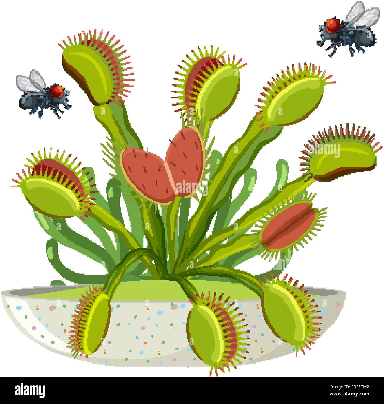 A vector cartoon illustration of flies hovering over a Venus flytrap ...