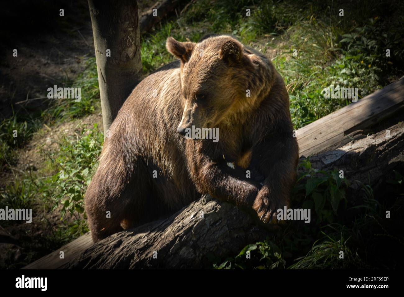 A Wild Bear in Bern, Switzerland Stock Photo - Alamy