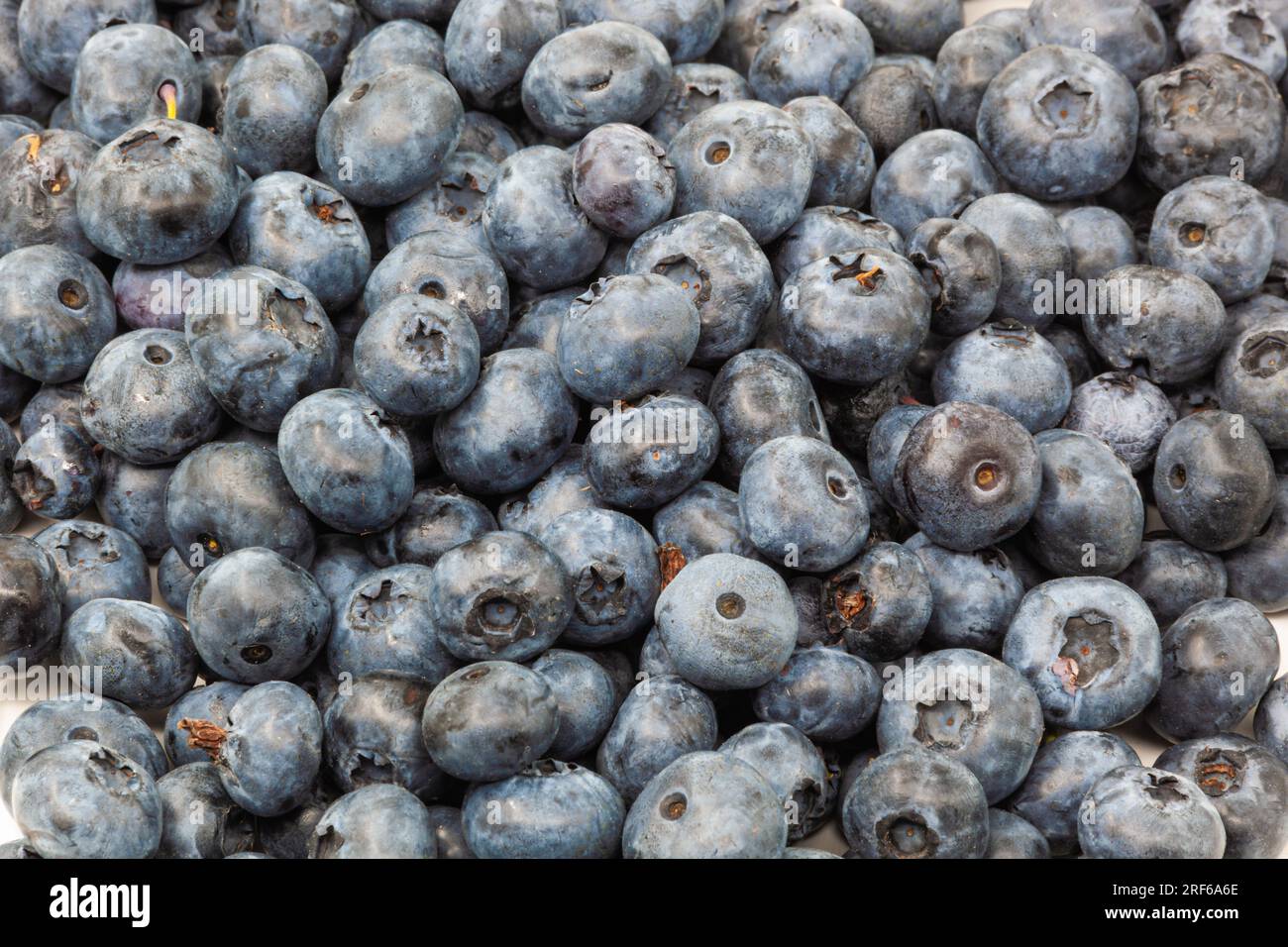 Blue background with sweet blueberries of different sizes. Photo in ...