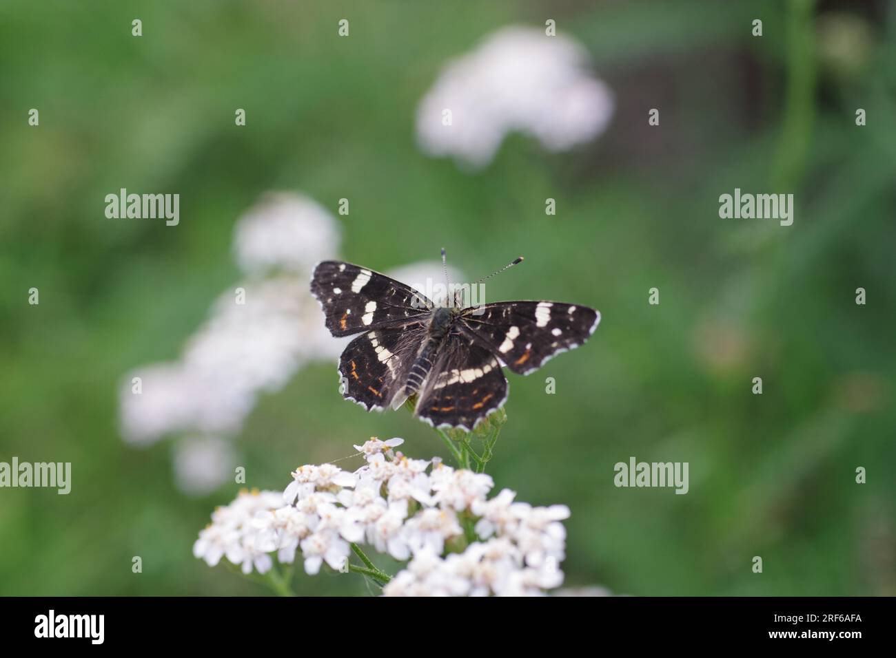 Map butterfly (Araschnia levana), butterfly, summer generation, open ...