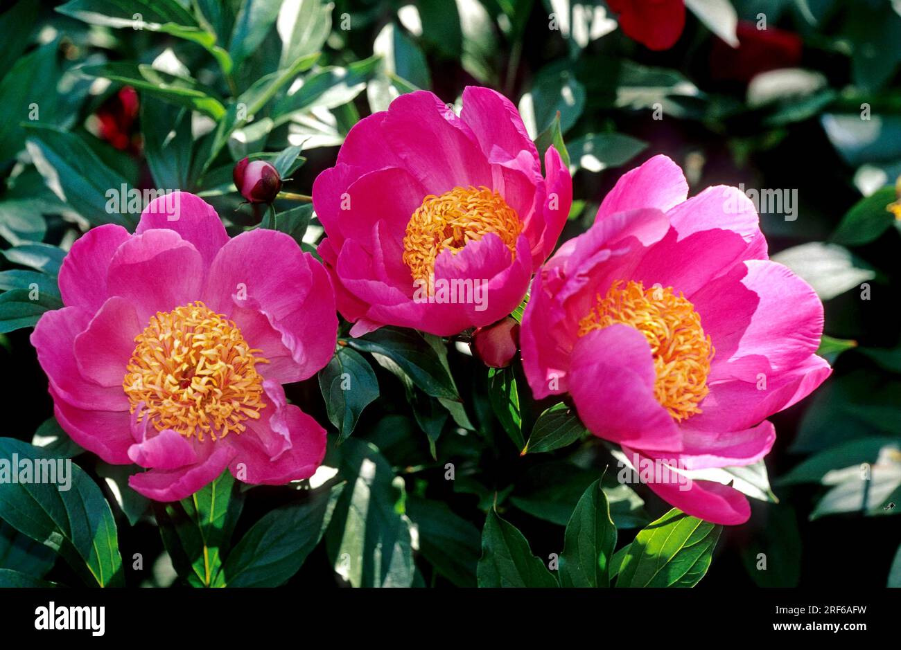 Peony, garden form, european peony (Paeonia officinalis Stock Photo - Alamy