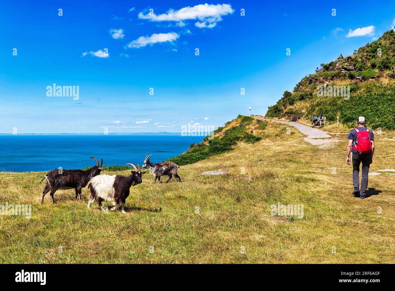 Goats on the South West Coast Path, coastal path, Valley of the Rocks ...