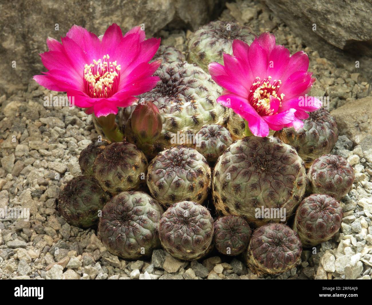 Sulcorebutia hi-res stock photography and images - Alamy