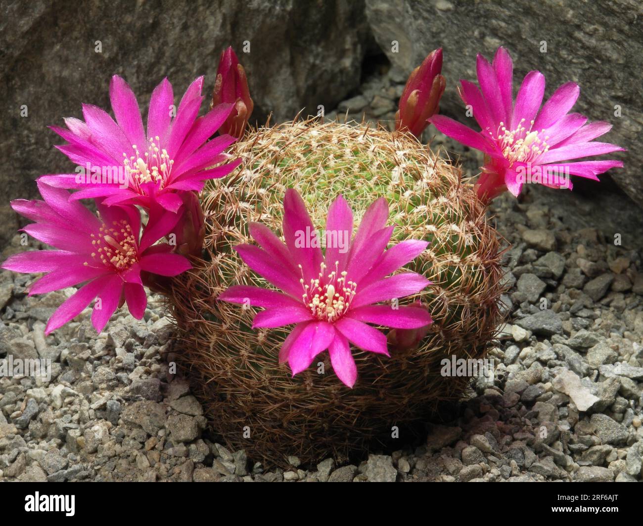 Sulcorebutia hi-res stock photography and images - Alamy