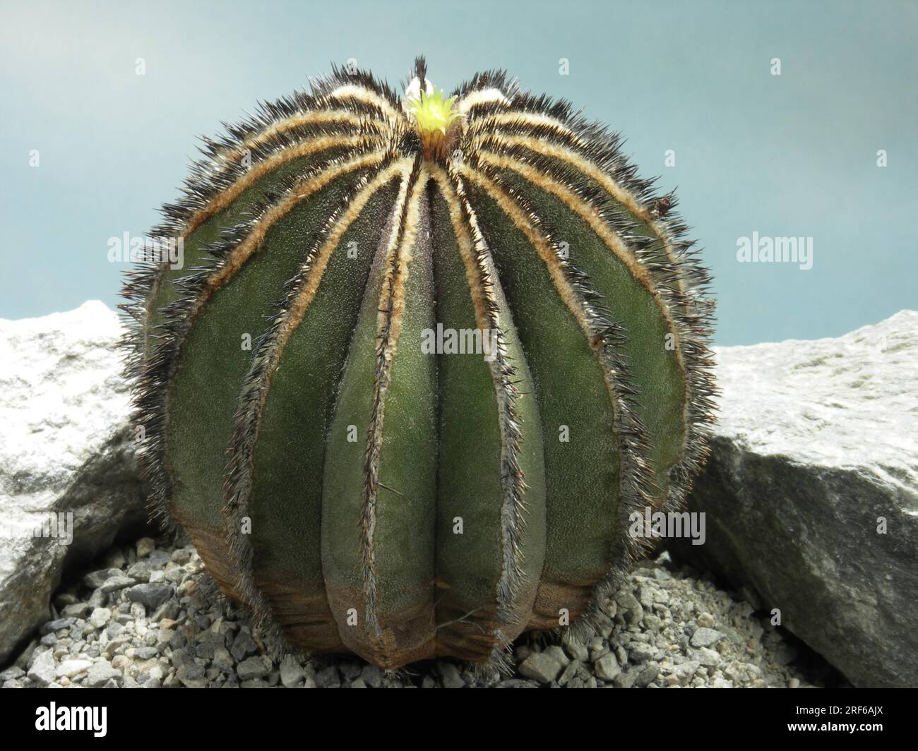 Uebelmannia pectinifera, Syn: Uebelmannia ammotropha Stock Photo - Alamy