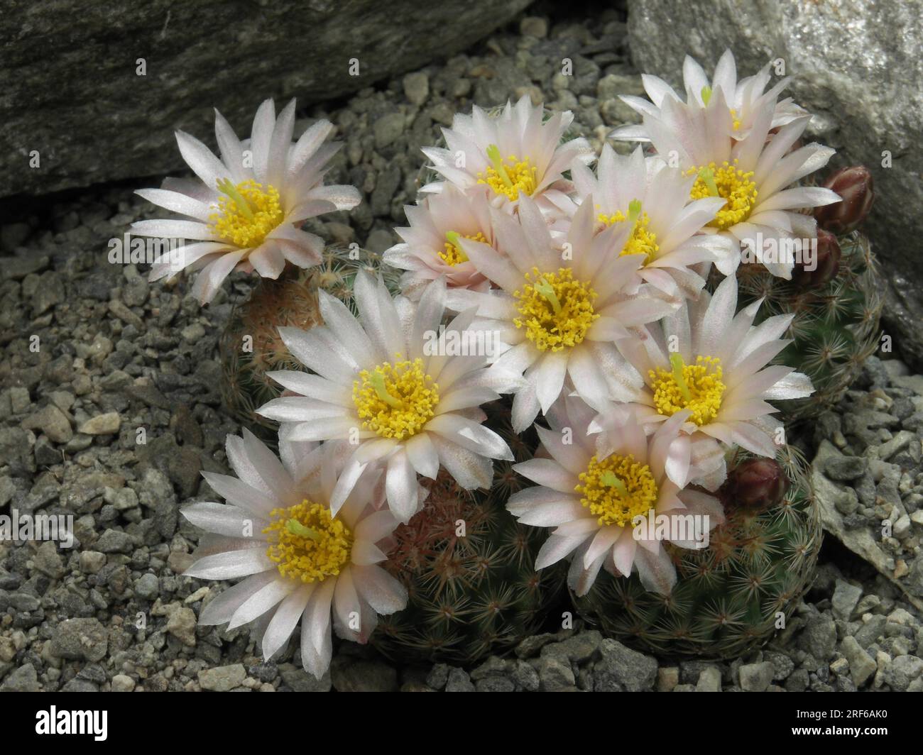 Pediocactus hi-res stock photography and images - Alamy
