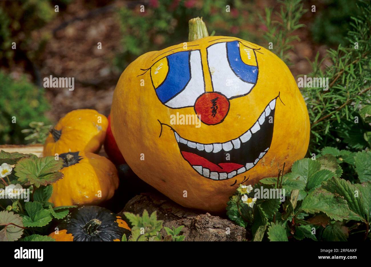 Painted pumpkin, laughing face Stock Photo - Alamy