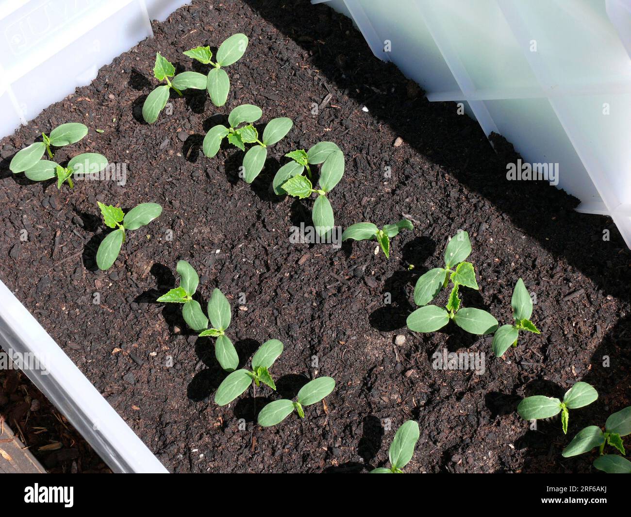 Cucumber frame bed hi-res stock photography and images - Alamy