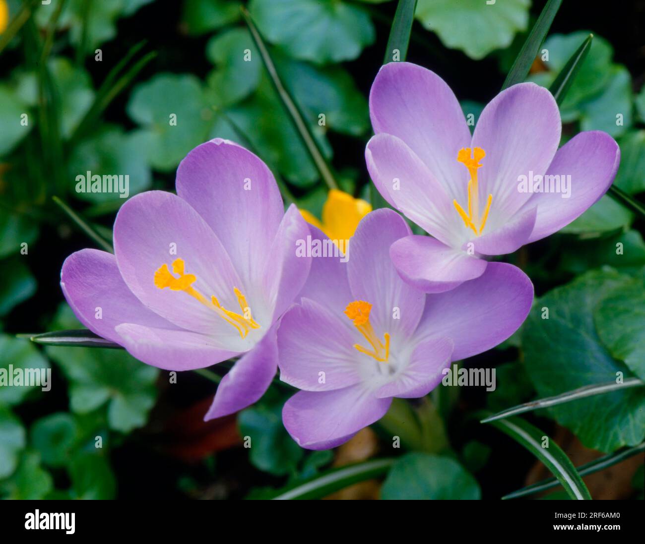 Snow crocus (crocus chrysanthus), Crocus napolitanus Stock Photo - Alamy