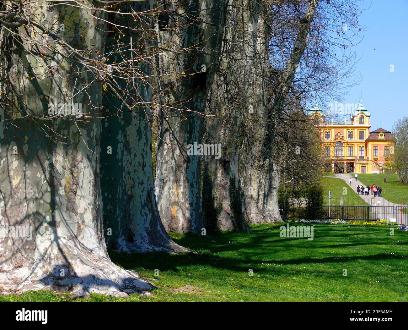 Favorite Palace Plane Tree Avenue, Ludwigsburg, Flowering Baroque ...
